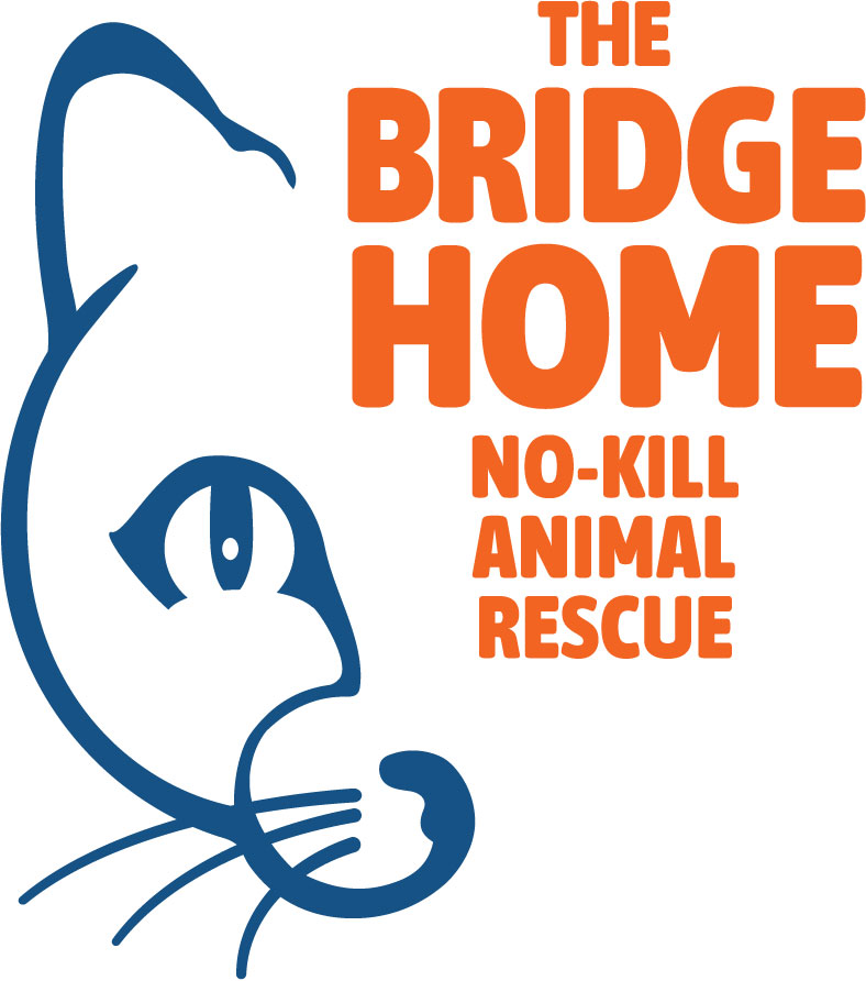 Adoptable Cats – The Bridge Home No Kill Animal Rescue
